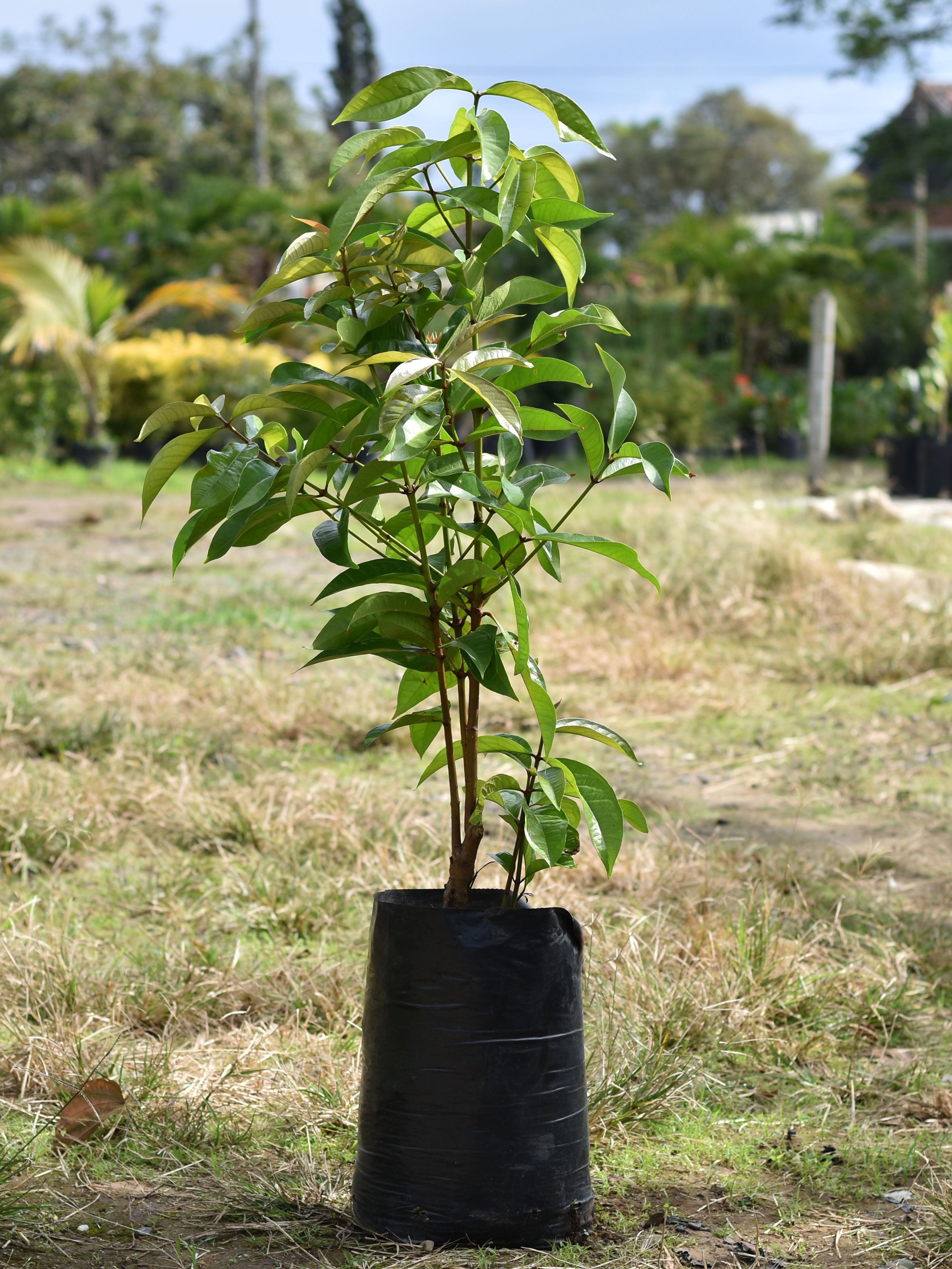 Poma Rosa, Vivero Pavas en Colombia desde $0