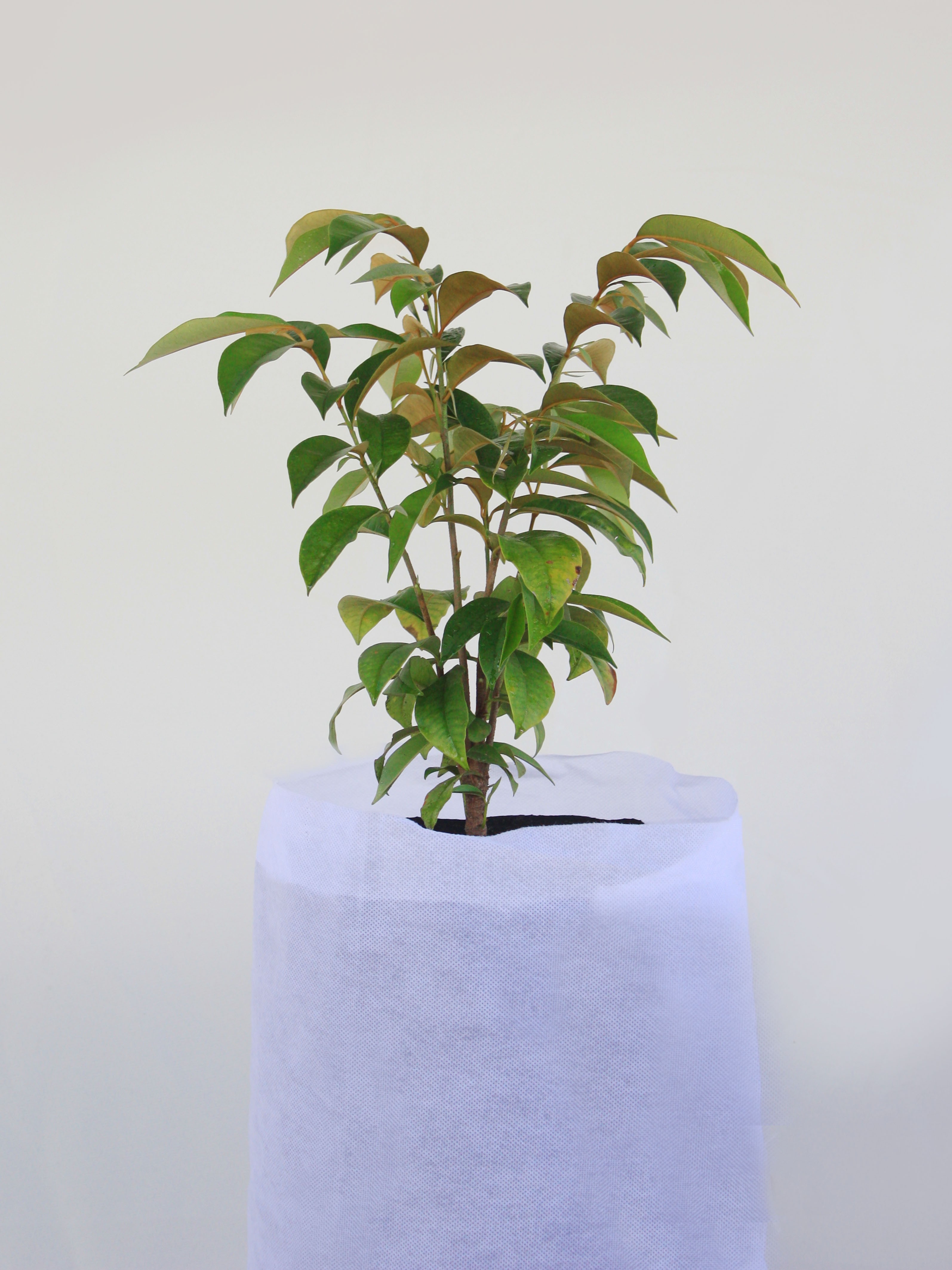 Caimo Morado, Vivero Pavas en Colombia desde $0