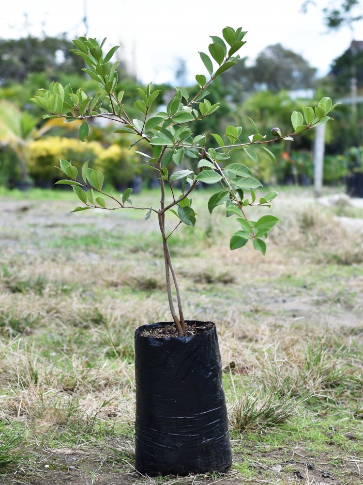 Guayaba Del Peru Roja, Vivero Pavas en Colombia desde $0