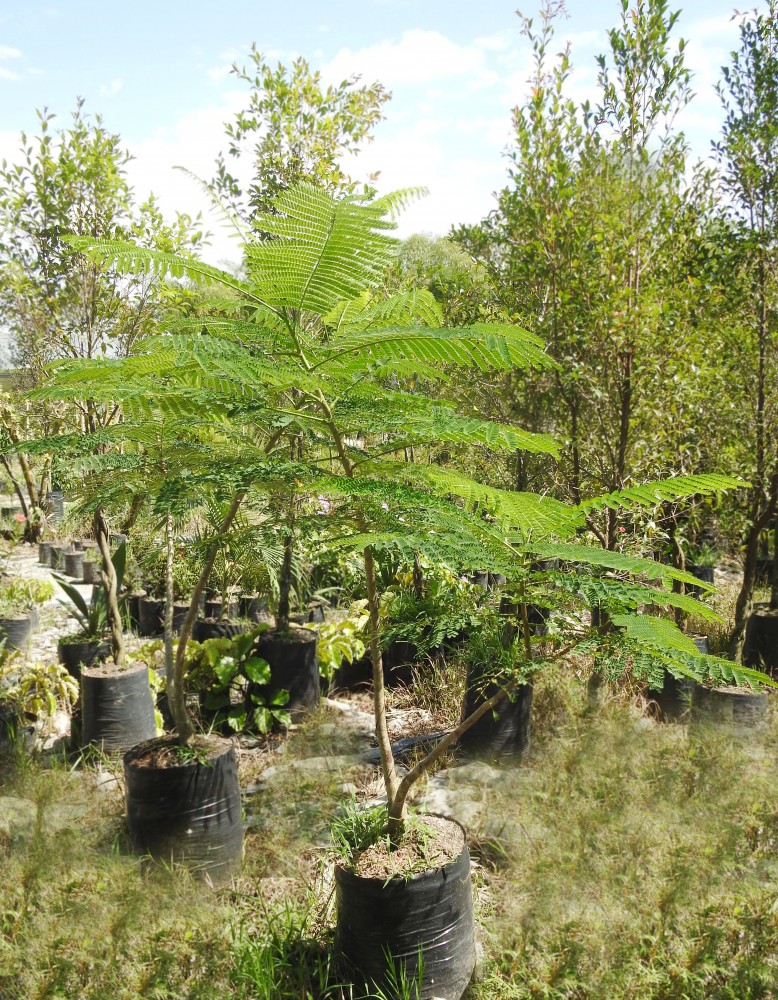 Acacia Roja/Flamboyan, Vivero Pavas en Colombia desde $0