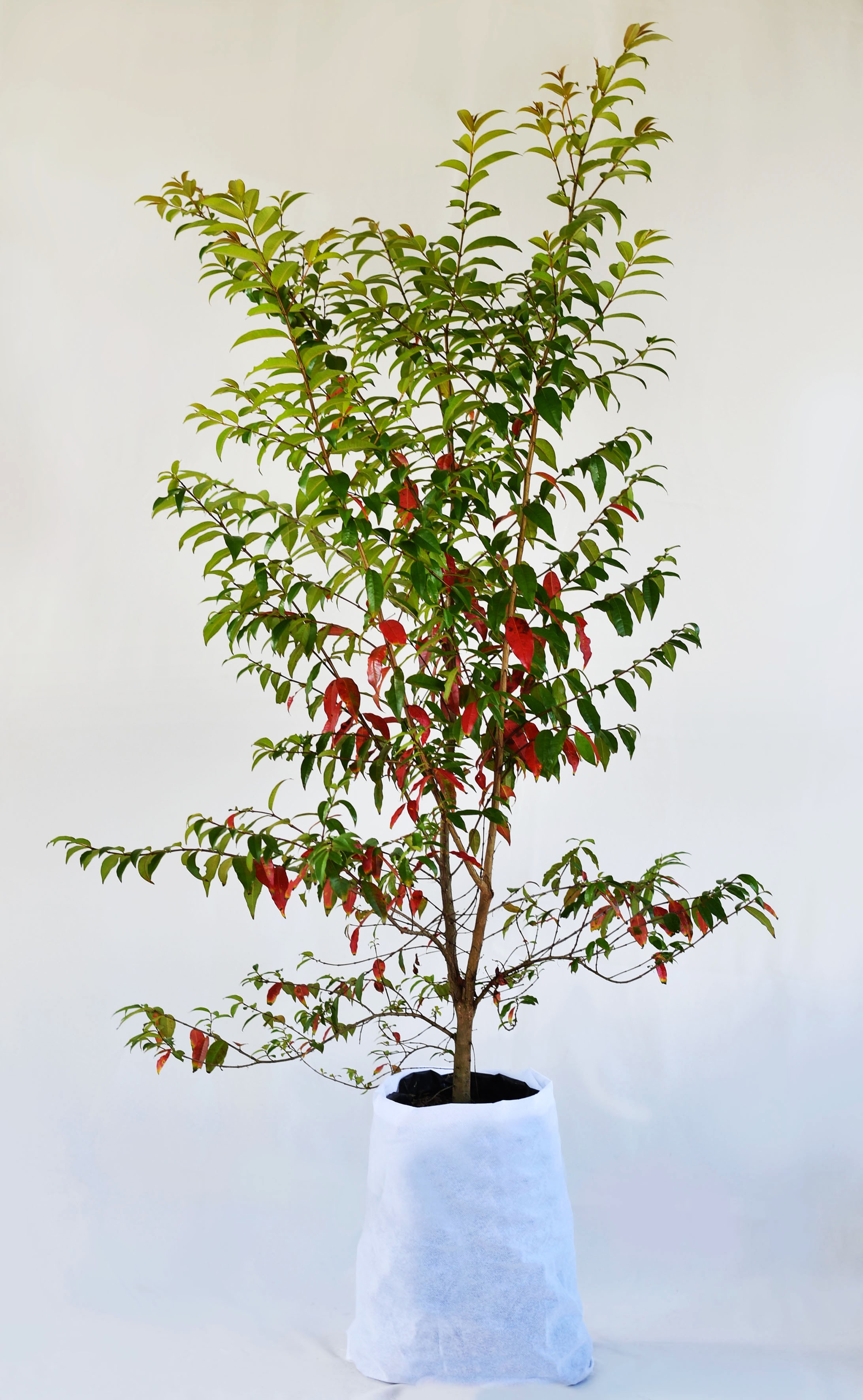 Arrayan Manizaleño, Vivero Pavas en Colombia desde $0