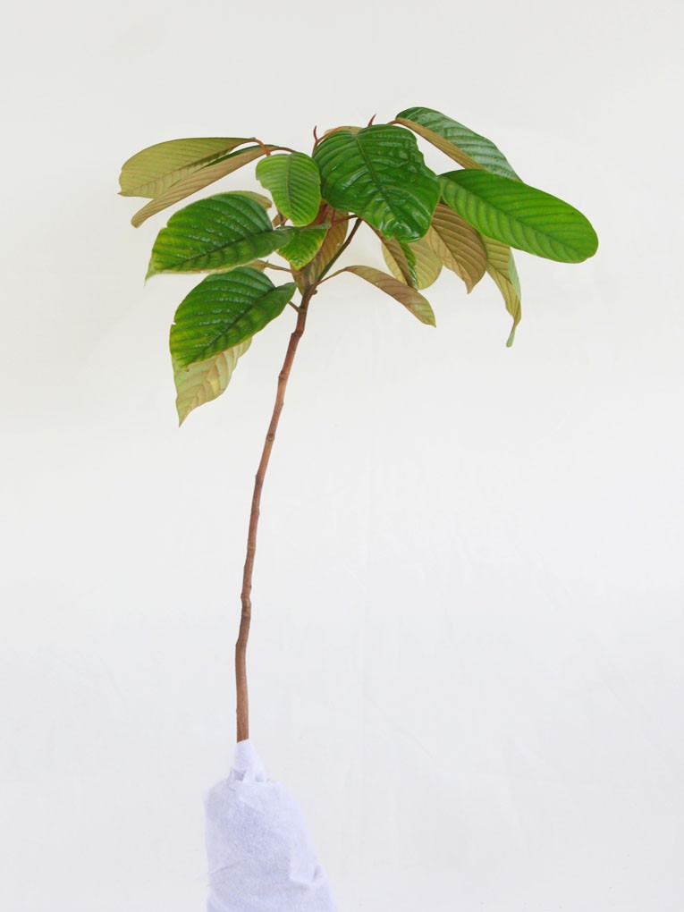 Yarumo blanco, Vivero Pavas en Colombia desde $0