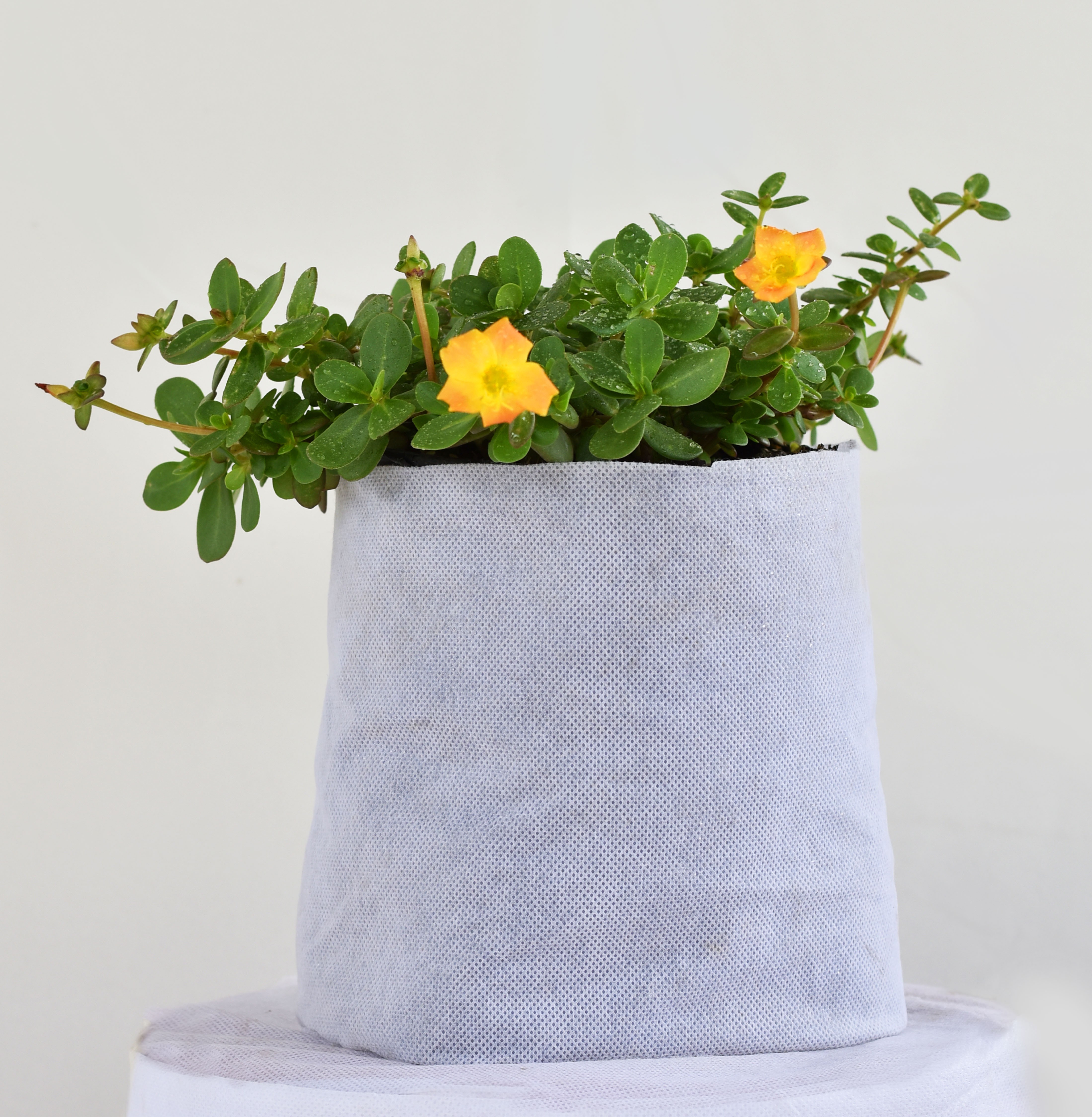 Bella Las once, Vivero Pavas en Colombia desde $0