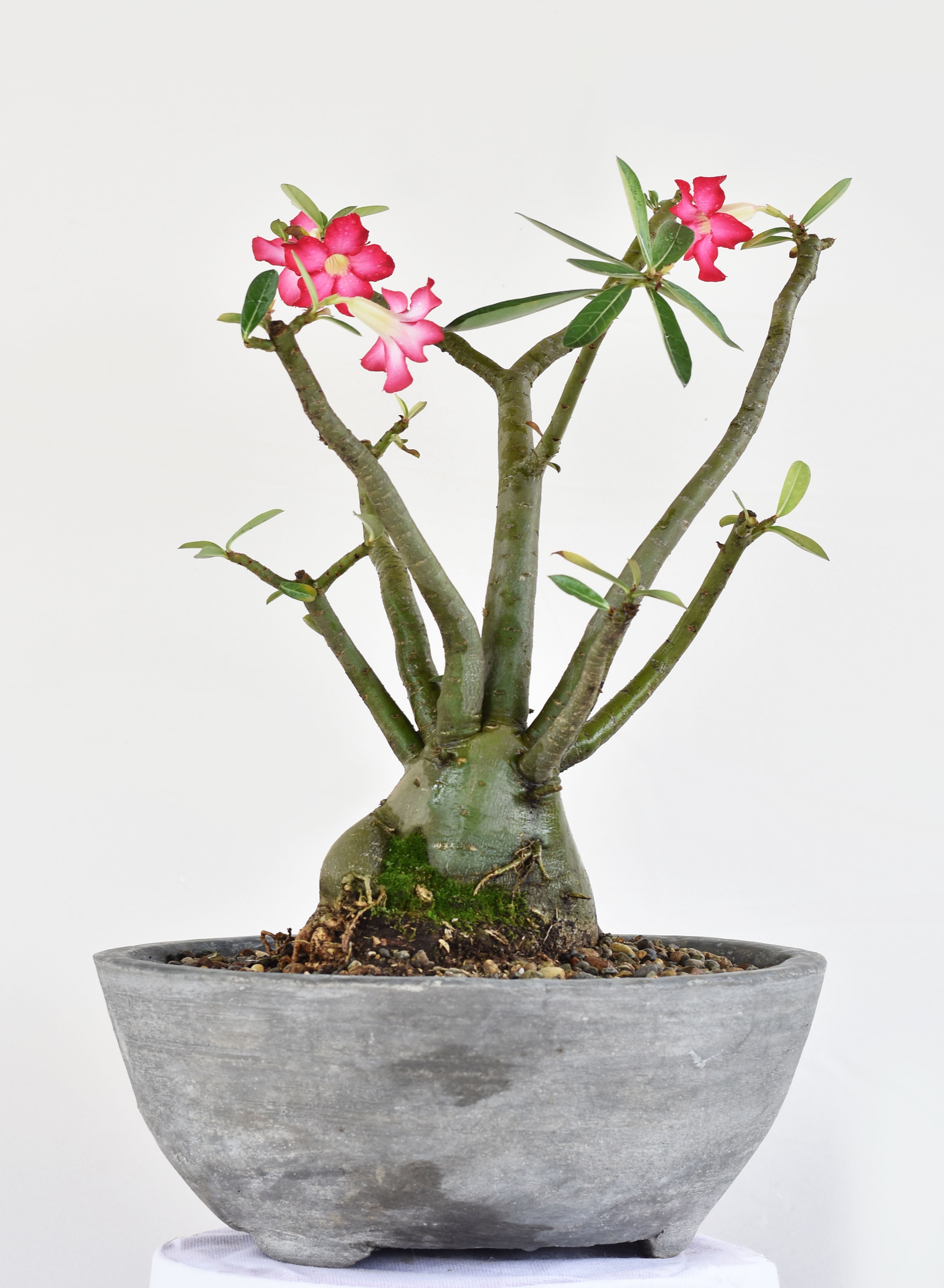 Planta De Flor Del Desierto Flor Del Desierto Plantas De Flor