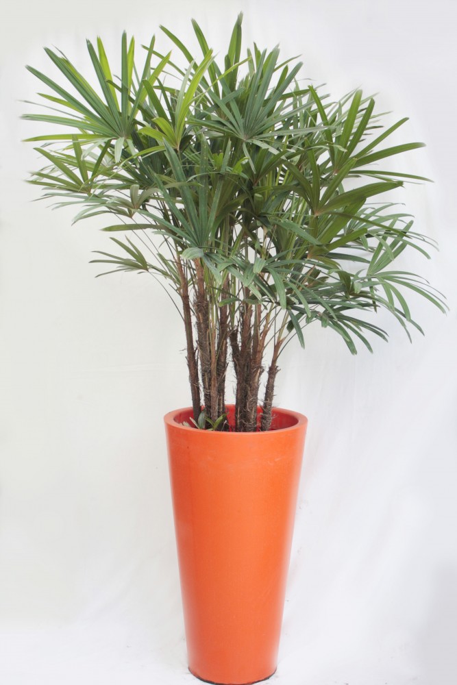 Palma Rafis, Vivero Pavas en Colombia desde $0