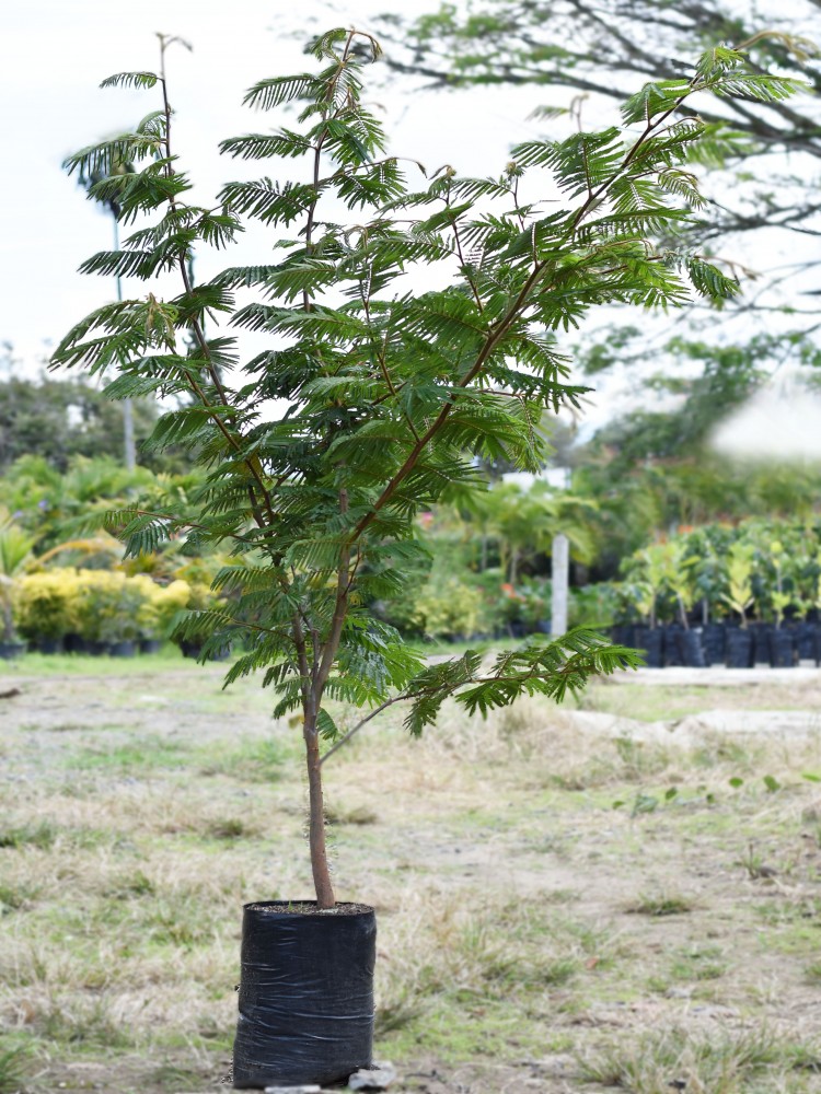 Arbol De Yopo, Vivero Pavas en Colombia desde $0