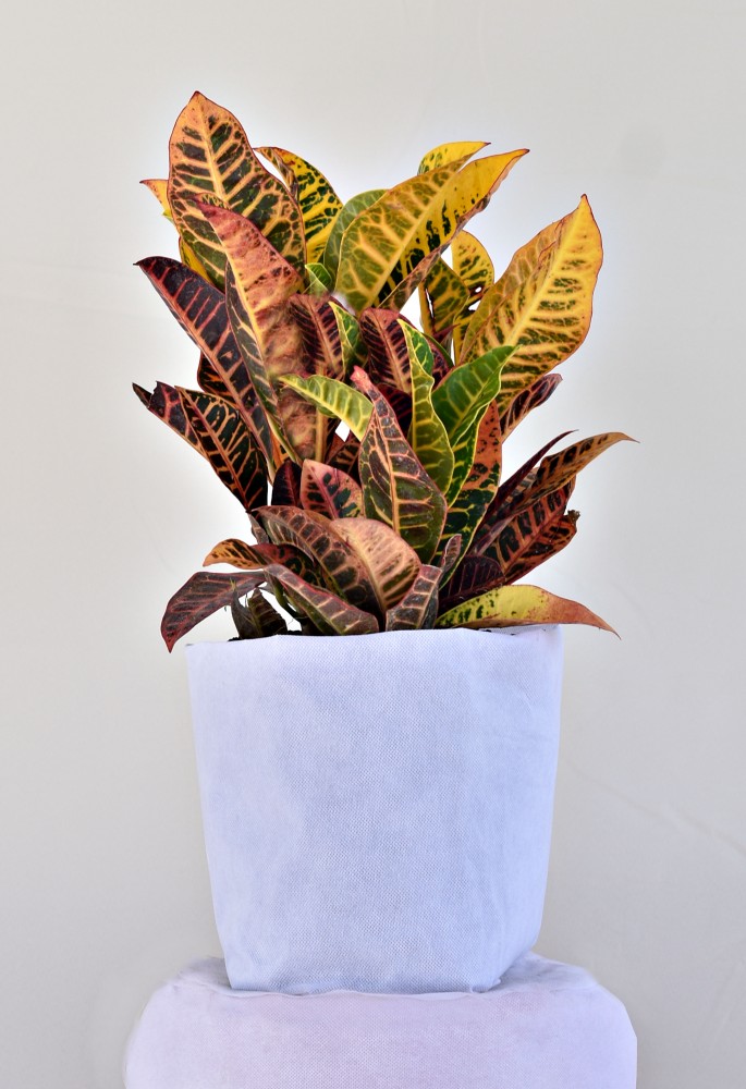 Croto Victoria, Vivero Pavas en Colombia desde $0