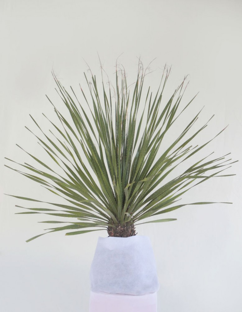 Penca Agave, Vivero Pavas en Colombia desde $0