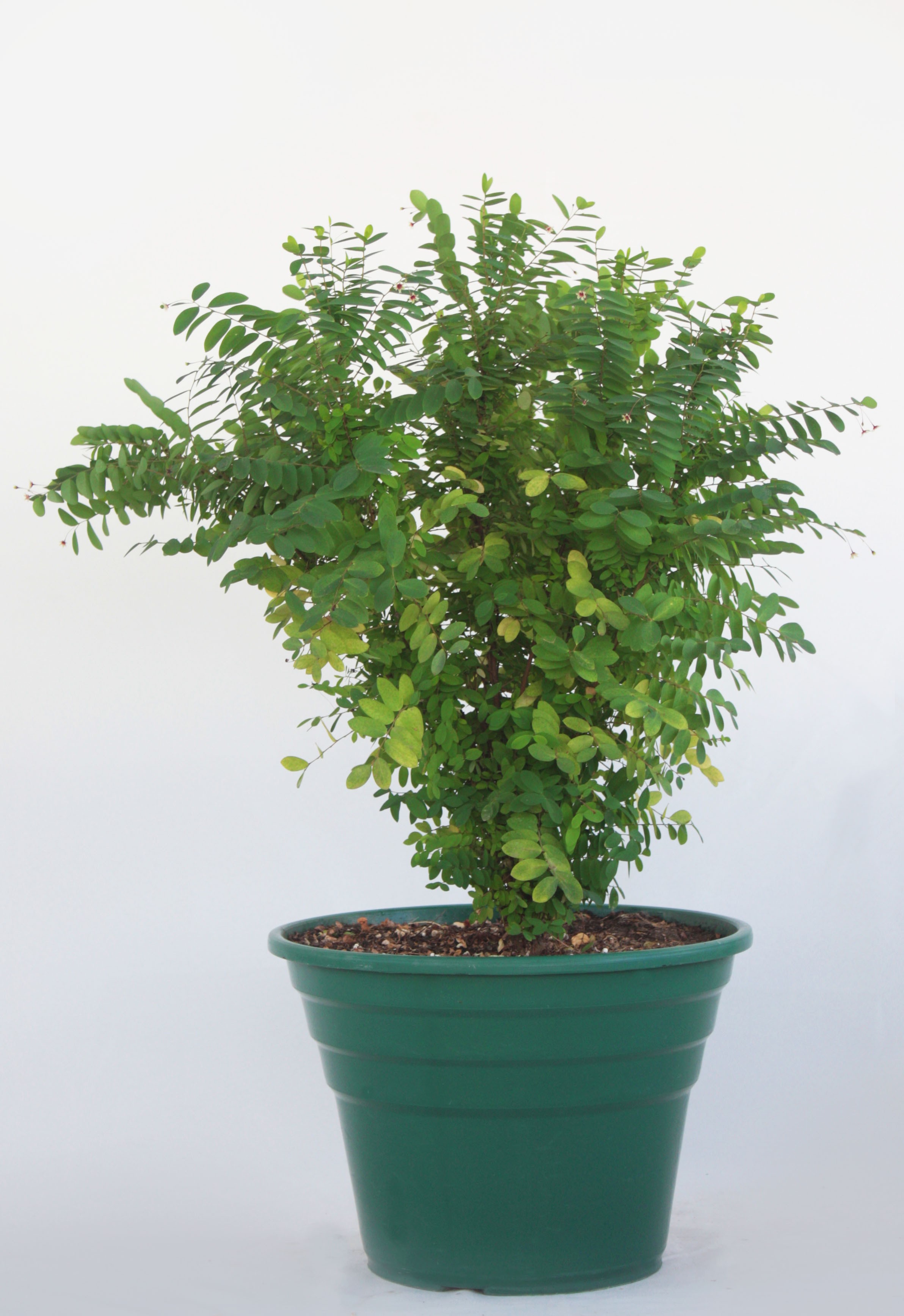 Árbol de la Prosperidad