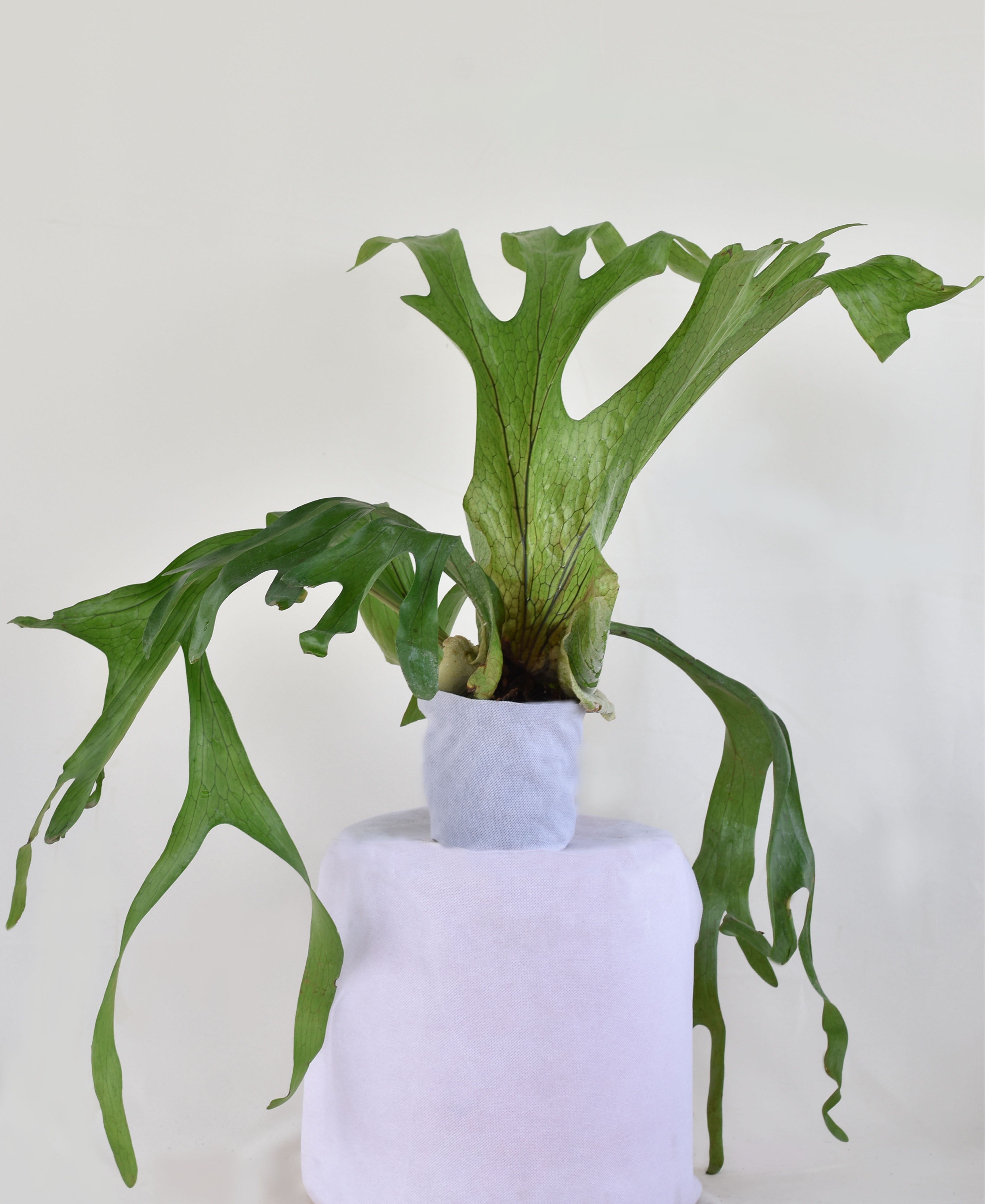 Cacho De Venado/Platiceiro, Vivero Pavas en Colombia desde $0