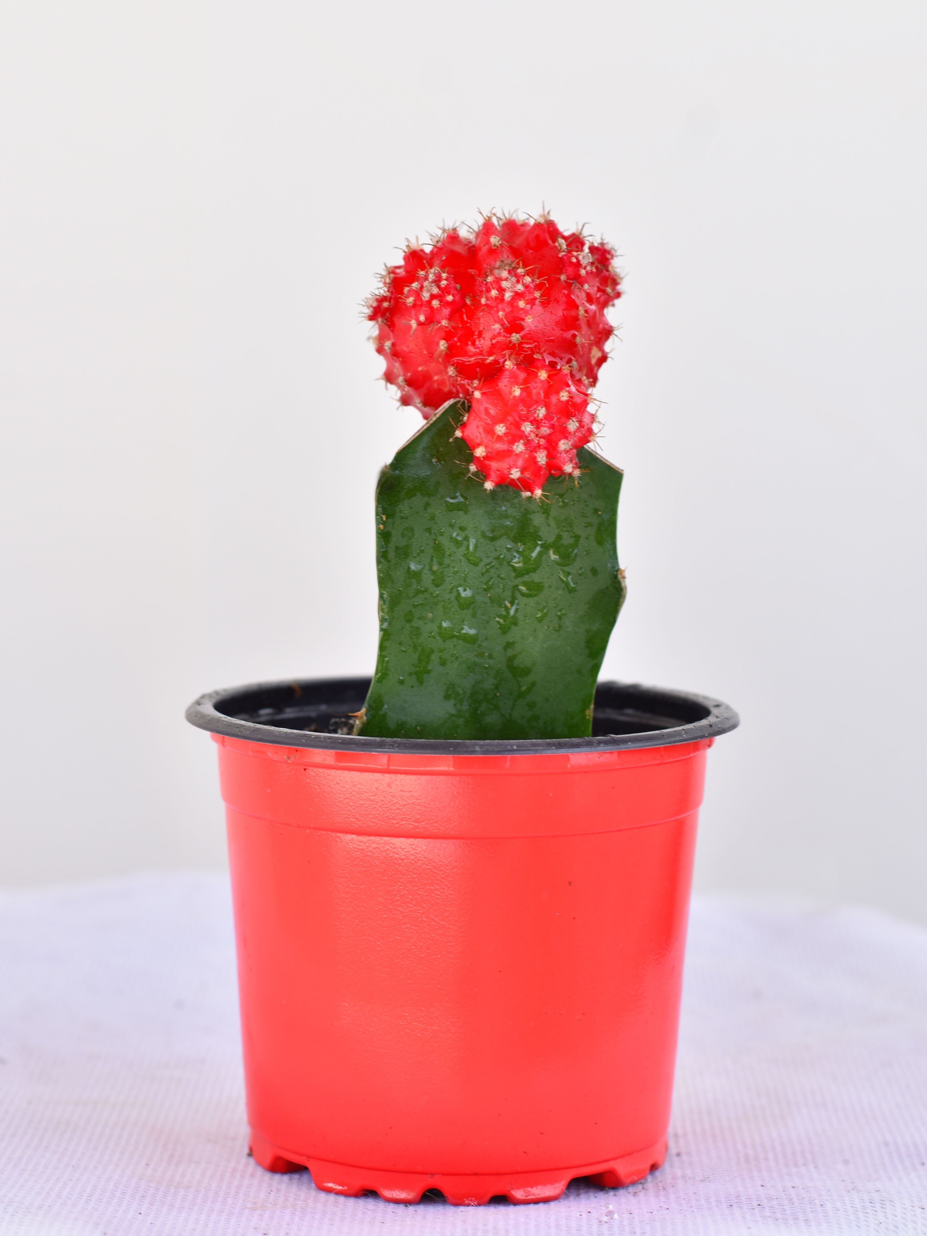 Cactus Coreano/Injerto, Vivero Pavas en Colombia desde $0