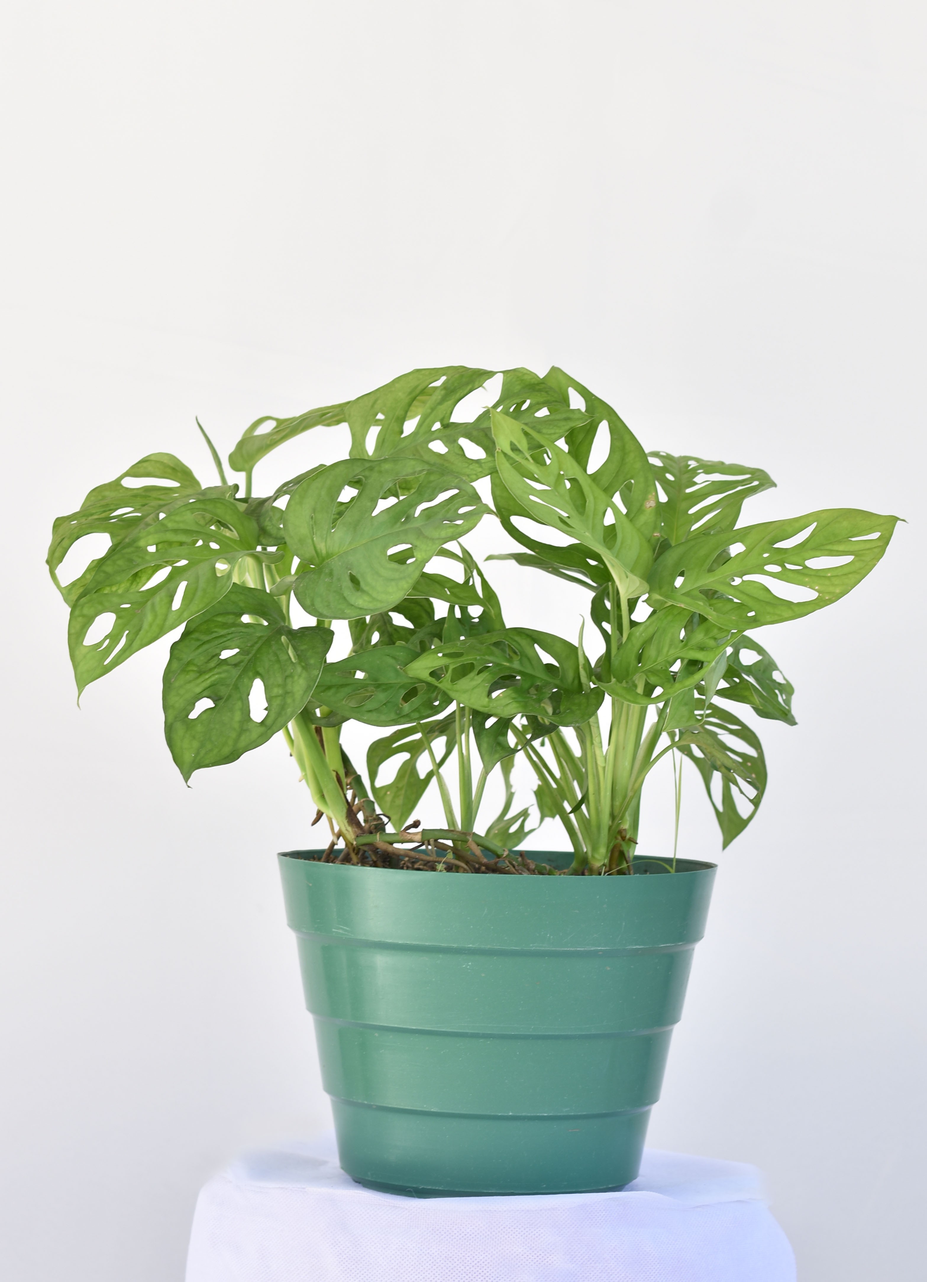 Hoja rota, Vivero Pavas en Colombia desde $0