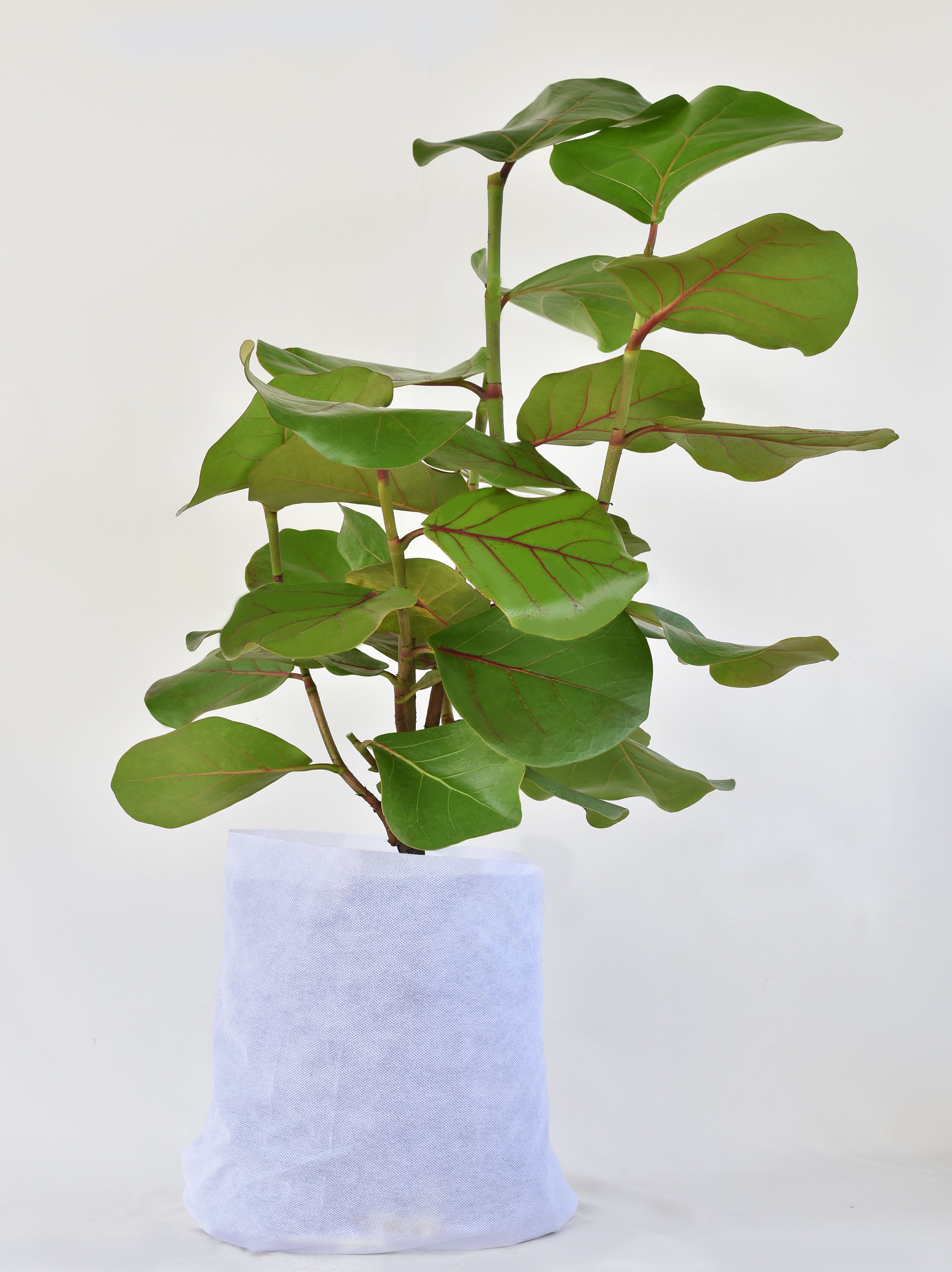 uva de playa, Vivero Pavas en Colombia desde $0