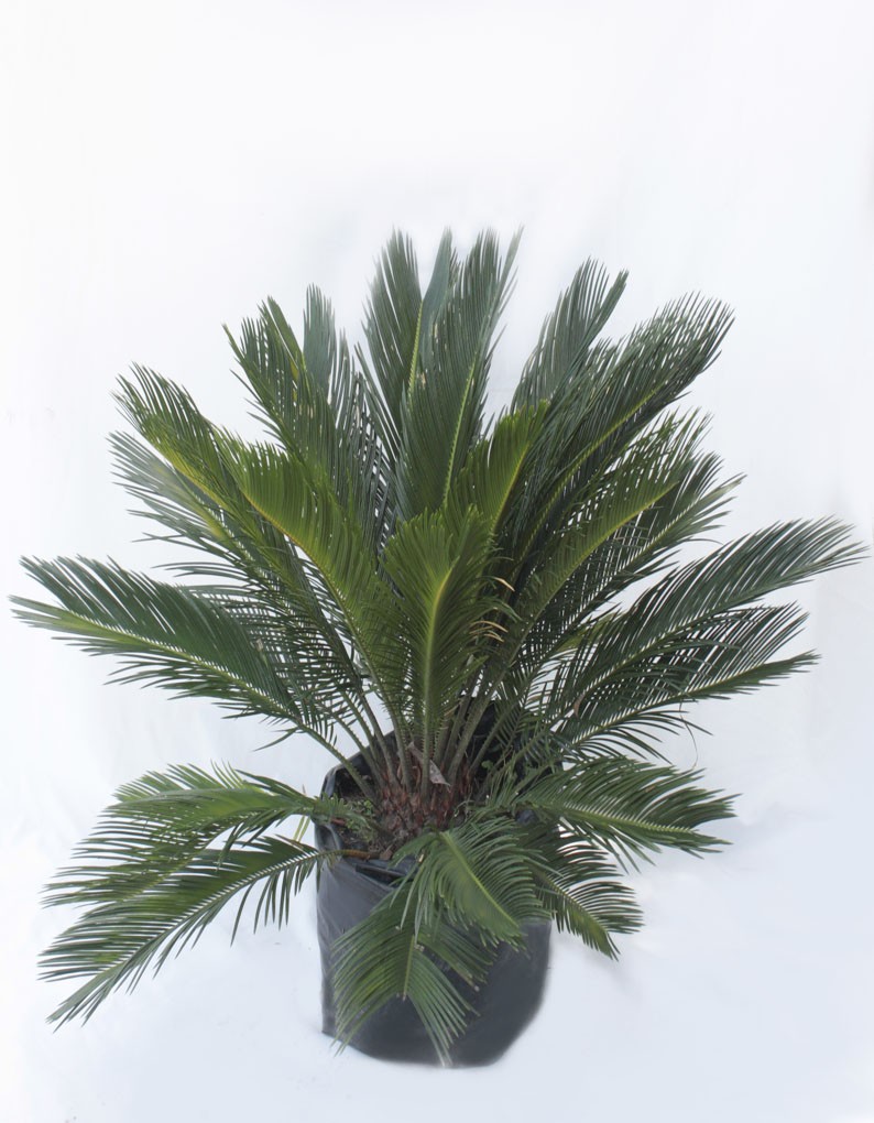 Palma Cica, Vivero Pavas en Colombia desde $0